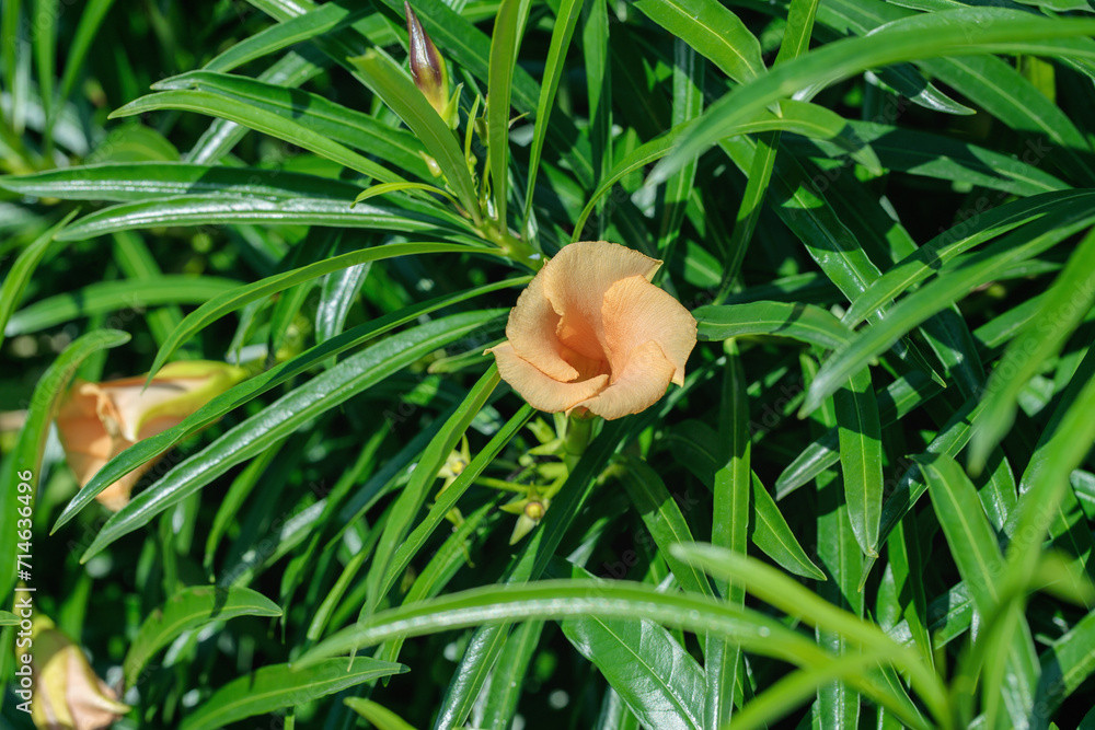 Blooming orange blossom of yellow oleander (Thevetia peruviana). Toxic ...