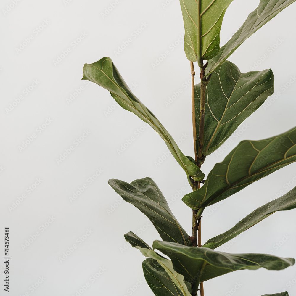 Elegant aesthetic green ficus plant leaves over white wall. Stylish ...