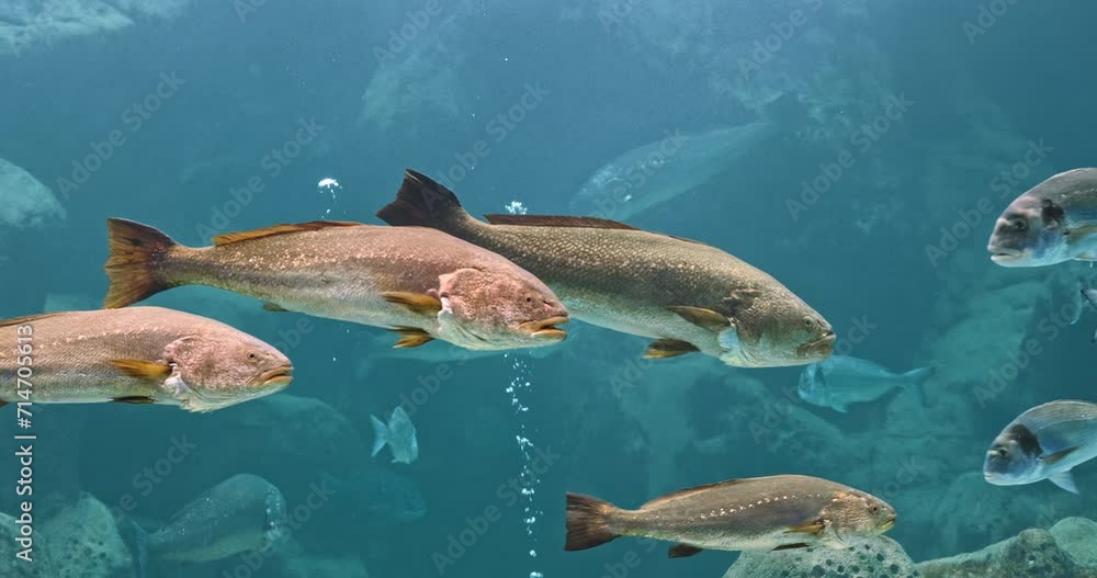 Beautiful golden large fish flock swimming in blue oceanarium water. 4k ...