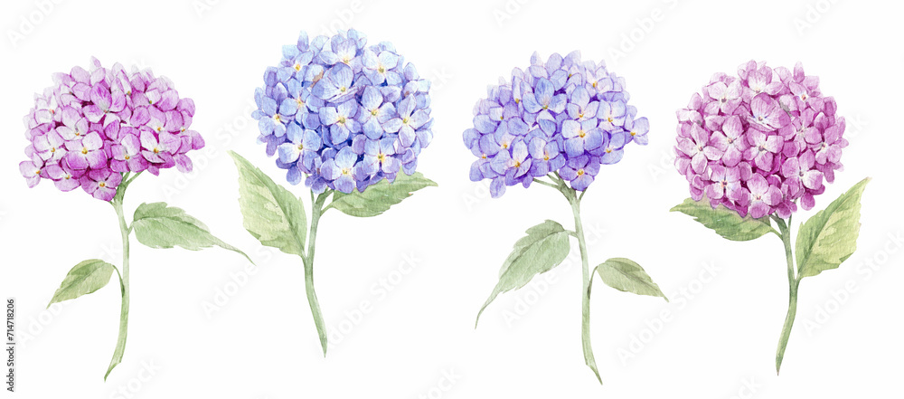 Beautiful floral set with watercolor hand drawn hydrangea flowers ...