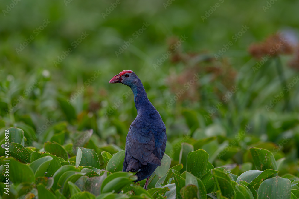 Sazhorozu is a bird species from the bird family. It is also known as ...