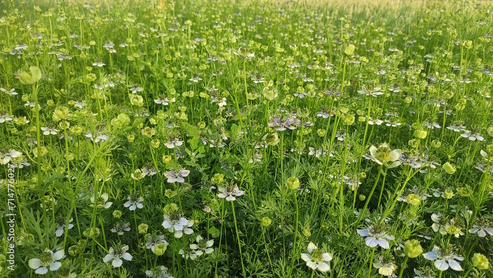 Black Cumin Plant Seeds tree in fields Stock Photo | Adobe Stock