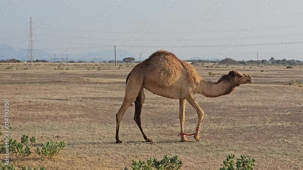 camel natural dried places in Dubai UAE. desert green desert farm ...
