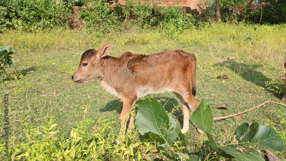 Beautiful calf in green field. Indian calf in the field. Cute Baby cow ...