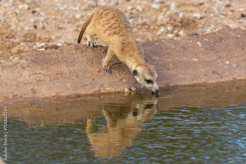 Meerkat, suricate - Suricata suricatta drinking water from Leeurwdril ...