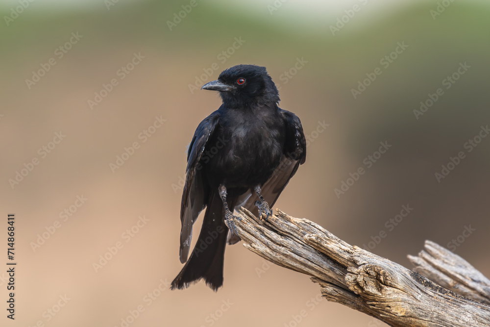 Fork-tailed drongo, common drongo, African drongo - Dicrurus adsimilis ...