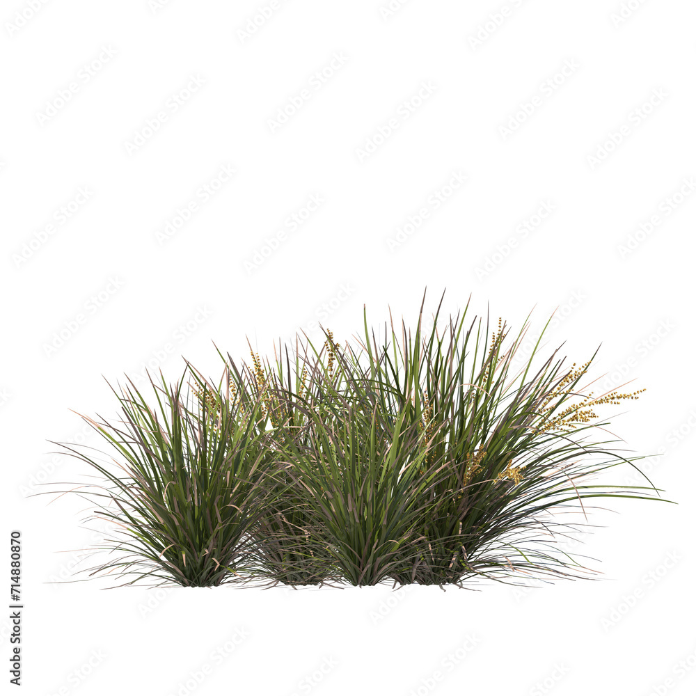 Lomandra longifolia Nyalla, bushes, shrubs, evergreen, small tree, bush ...
