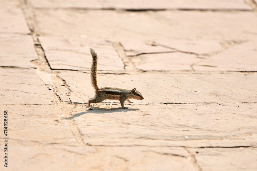 Cute little chipmunk nimble and fast crossing parkway and jumps, fluffy ...
