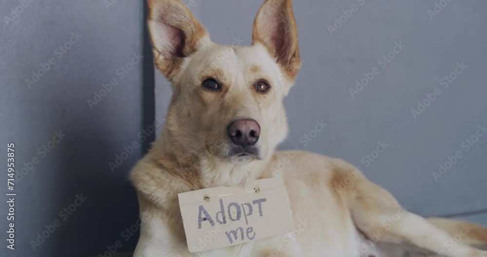 Dog at animal shelter with adoption cardboard, calm and sad for foster ...