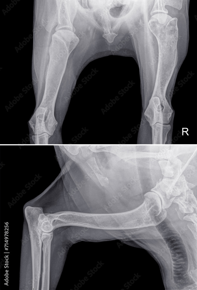 Foto de Above a dorso-ventral X-ray of the head of the right (R ...