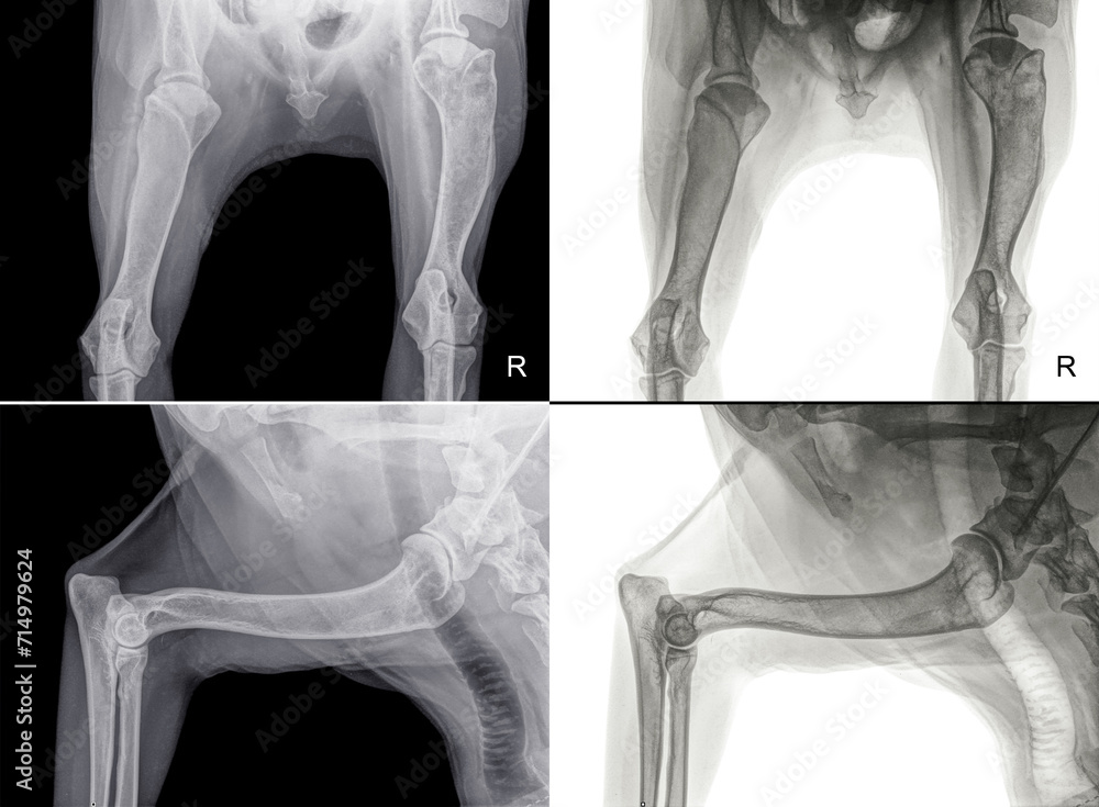 Foto de Above a dorso-ventral X-ray of the head of the right (R ...
