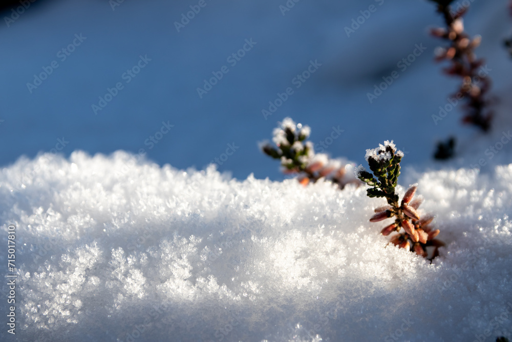 The winter ends and the springtime shows fresh green and snow covered ...