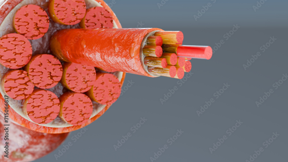 3d Illustration of Muscle Type: Heart muscle - cross section through ...