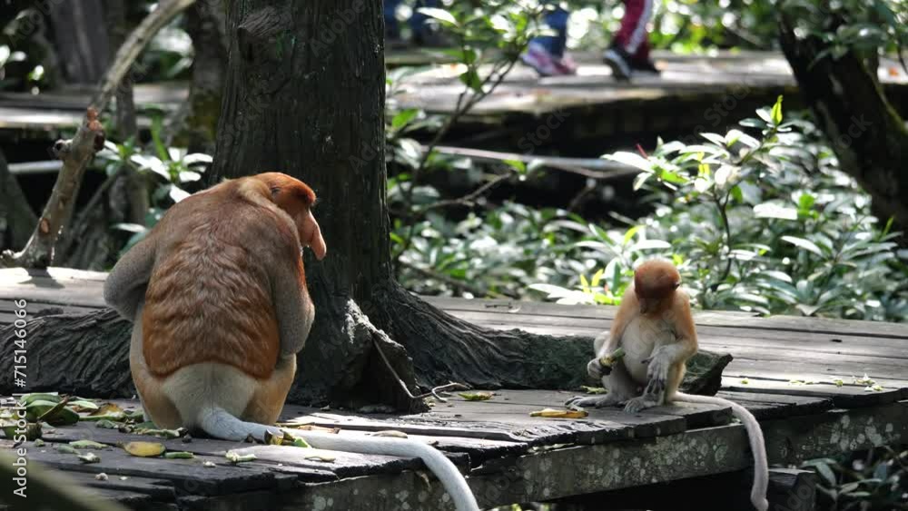 Vidéo Stock Selective focus proboscis monkey in the wild, sitting on tree, at mangrove forest at ...