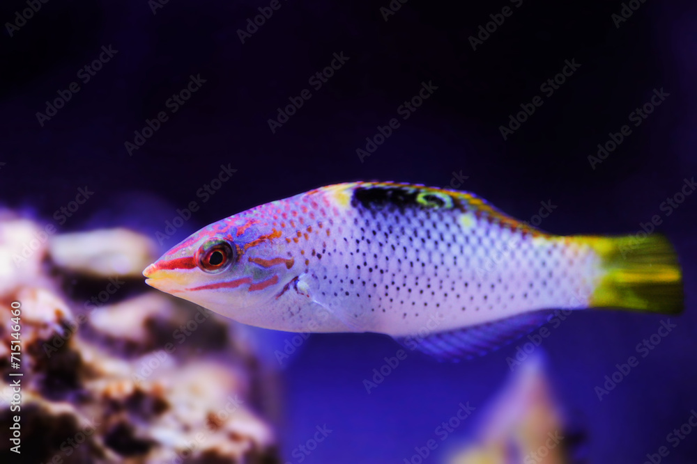 The checkerboard wrasse (Halichoeres hortulanus) is a fish belonging to ...