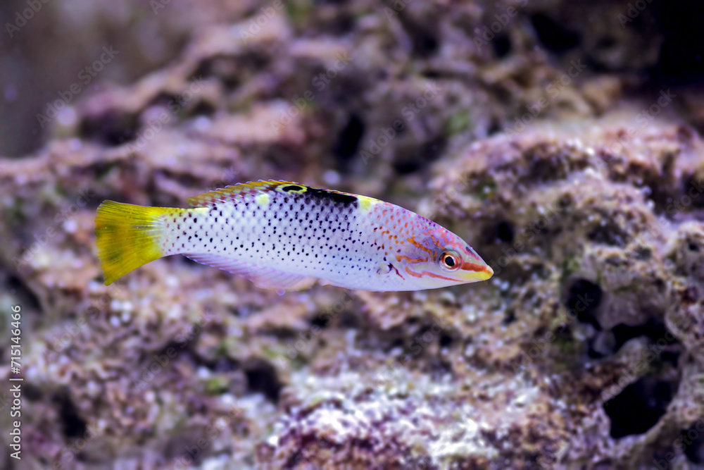 The checkerboard wrasse (Halichoeres hortulanus) is a fish belonging to ...