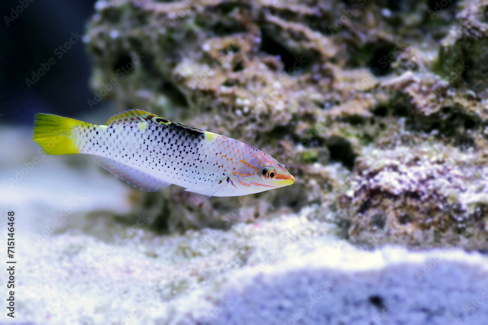 The checkerboard wrasse (Halichoeres hortulanus) is a fish belonging to ...