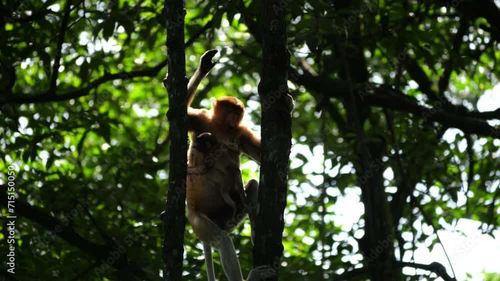 proboscis monkey (Nasalis larvatus) is sitting on a tree. Proboscis ...