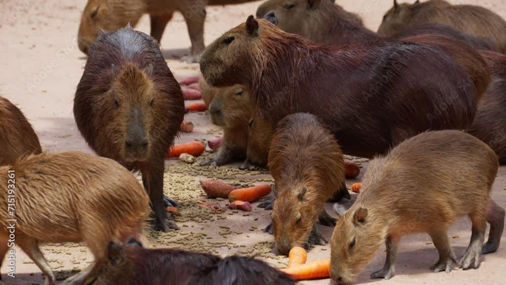 Capybara (Hydrochoerus hydrochaeris) at Zoo. Capybara is the largest ...