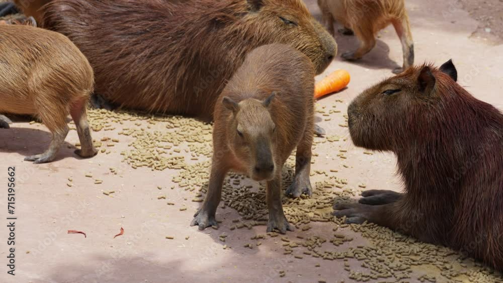 Capybara (Hydrochoerus hydrochaeris) at Zoo. Capybara is the largest ...