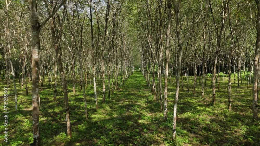 Monoculture Rubber Tree Plantation Trees in a Row, Latex Production ...