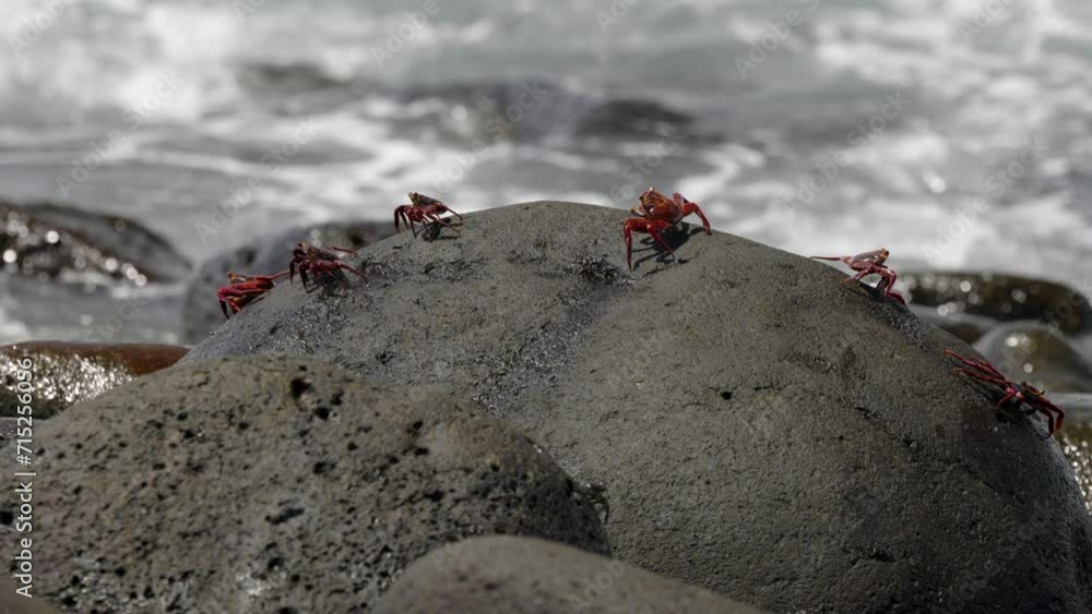 Vidéo Stock Sally Lightfoot crabs (Grapsus grapsus) walk across a ...