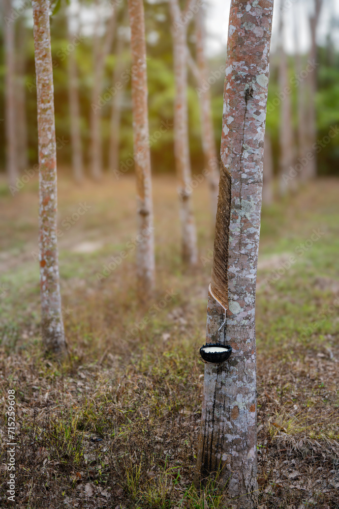 Rubber trees in rubber plantations farmers of southern Thailand, Rubber ...