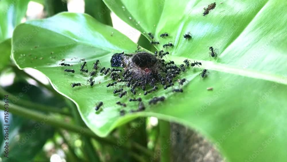 Vidéo Stock Closeup macro of horde of black ants on green leaf. Black ...