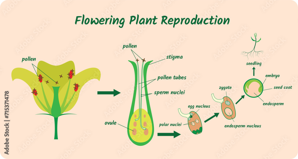 illustration of Biology, Pollination in Plant and flowering plant ...