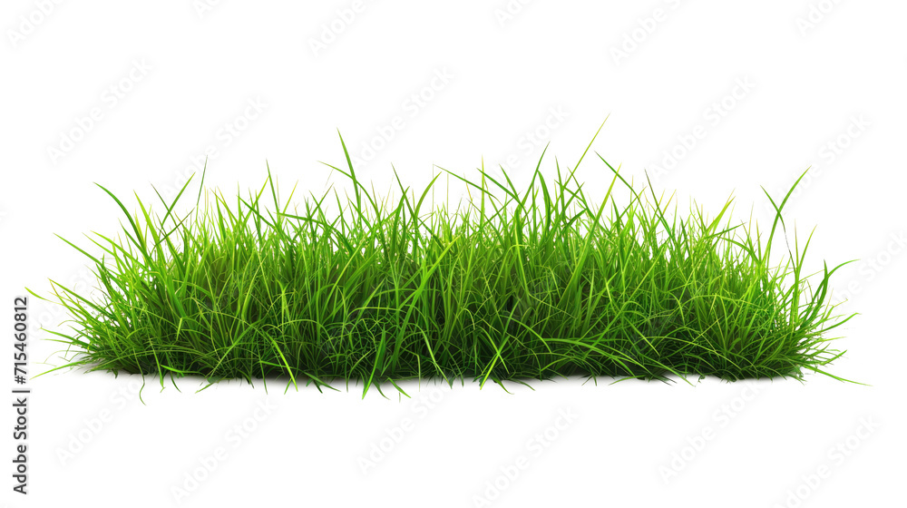 Green grass on transparent background. Spring or summer plant lawn ...