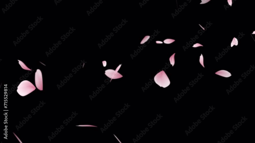 Cherry blossom petals flying, floating and swaying in the wind. Cherry ...