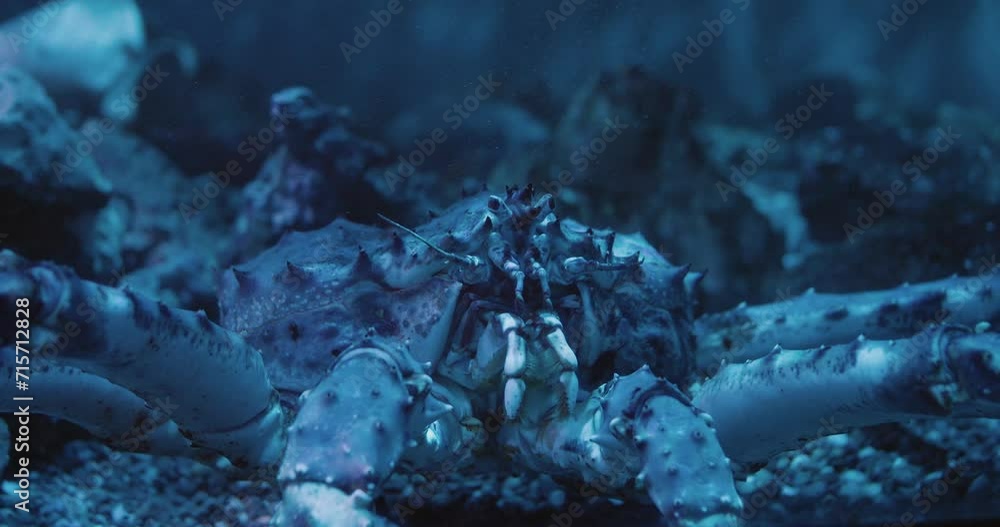 Close-up: Large crab in ocean depths, expertly maneuvering pincers ...