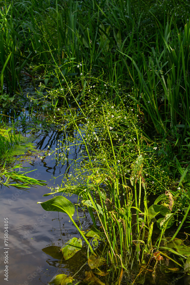 Foto de Phreatophyte. American water plantain Alisma plantago-aquatica ...
