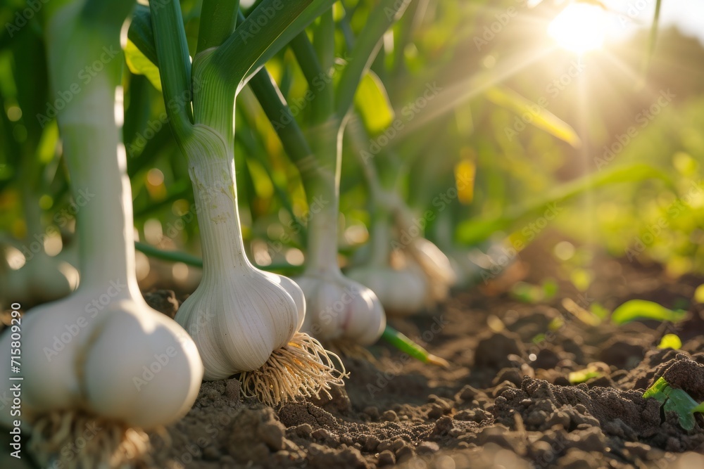 Growing garlic harvest and producing vegetables cultivation. Concept of ...