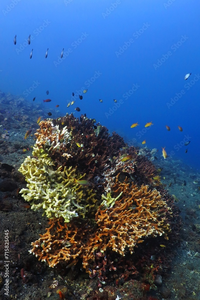 Scuba diving on the healthy coral reef, marine life in the sea. Blue ...