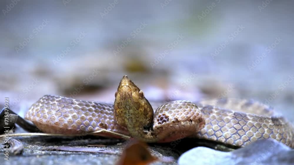Video „Hump-nosed pit viper (Hypnale zara), in lowlands, venomous brown ...