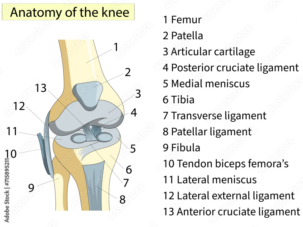 Anatomy. Knee Joint Cross Section Showing the major parts which made the knee joint For Basic ...