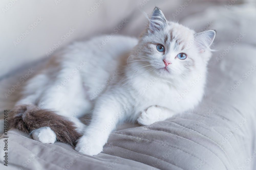 Mały kot rasy ragdoll. Kocię ragdoll. Mały kot. Mały kotek. Młody kot rasowy. Rasowe koty. Młody ...