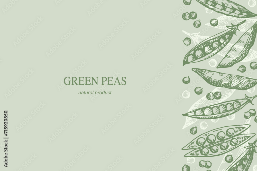 Green peas card hand drawn sketch engraved pea plant vector ...