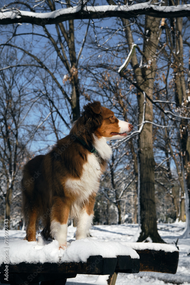 Dog in a snowy forest. Pet in the winter nature. Brown Australian ...