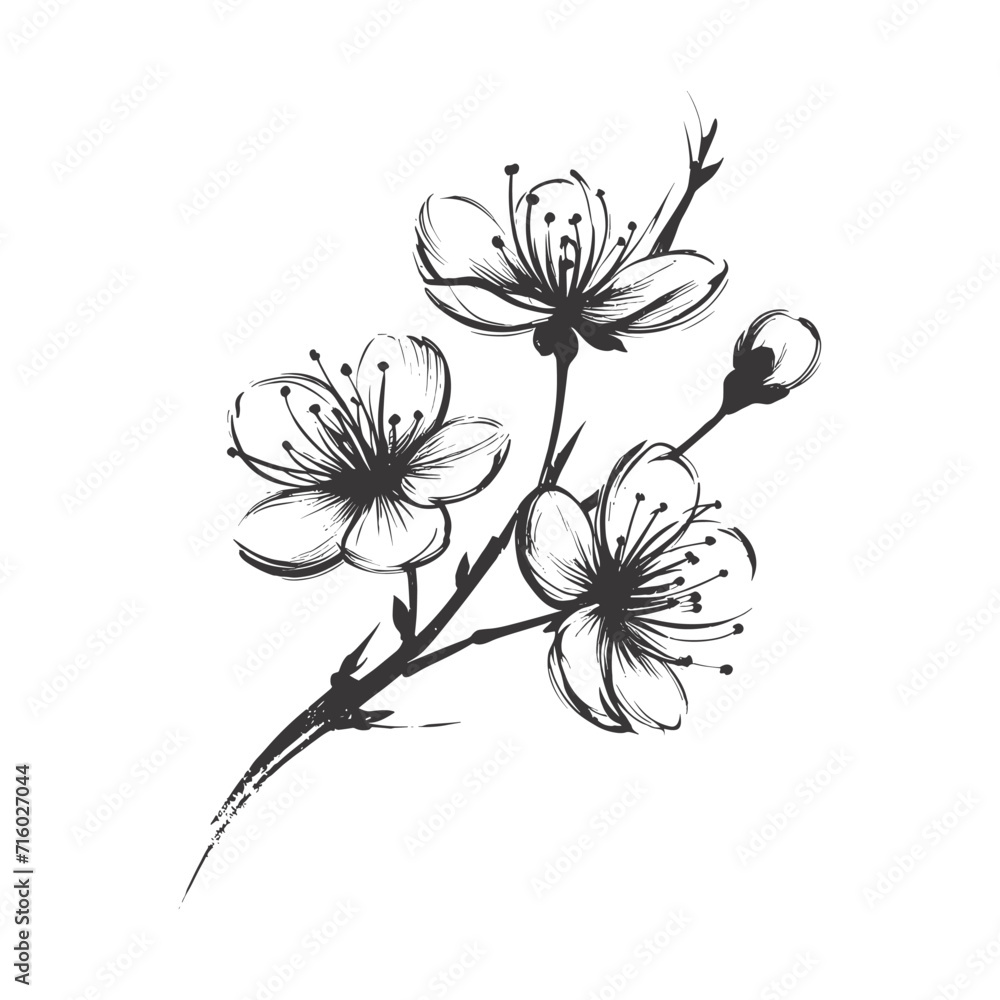 Vetor de Sakura blossom illustration. Black and white, sakura, apple ...