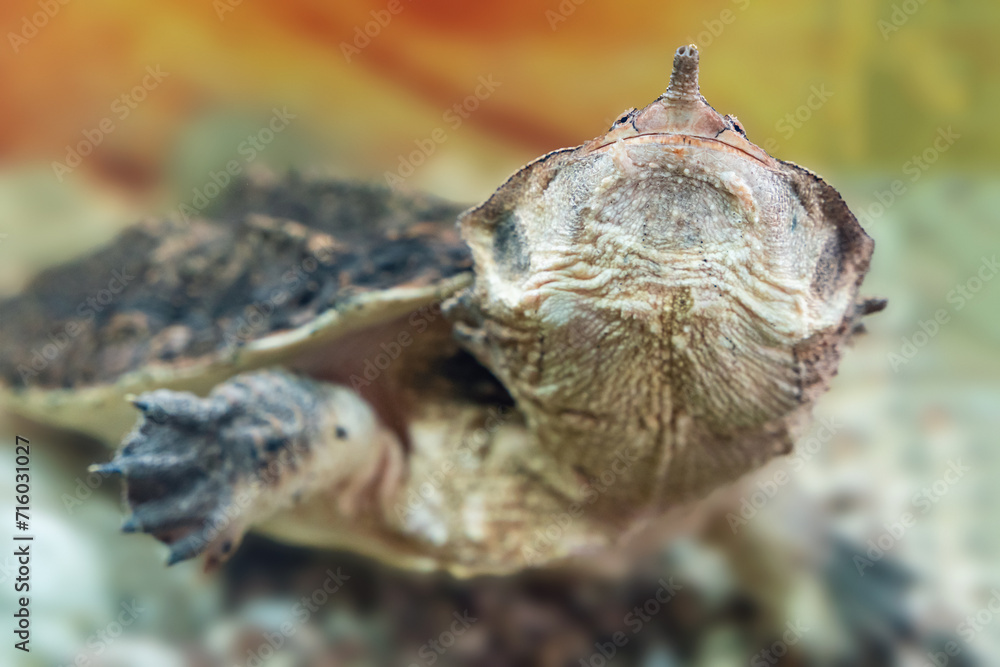 Freshwater matamata fringed turtle Chelus fimbriatus swims in an ...