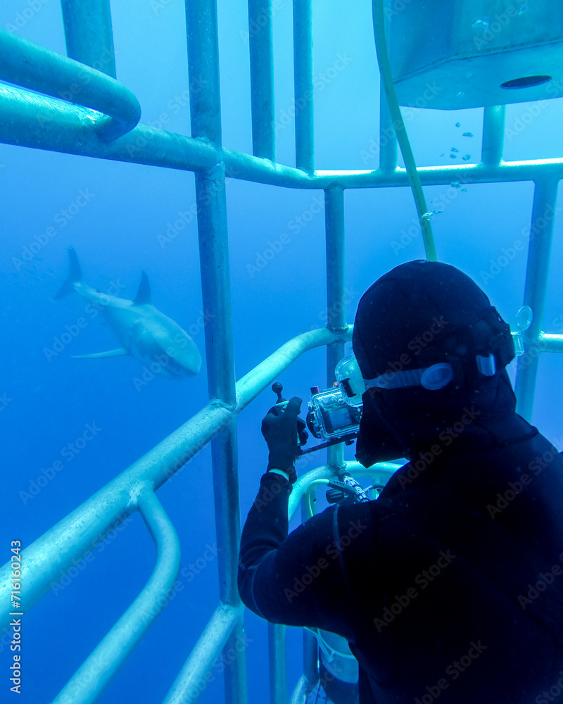 A Teenage Male Diver Photographs a Nearby Great White Shark as It ...