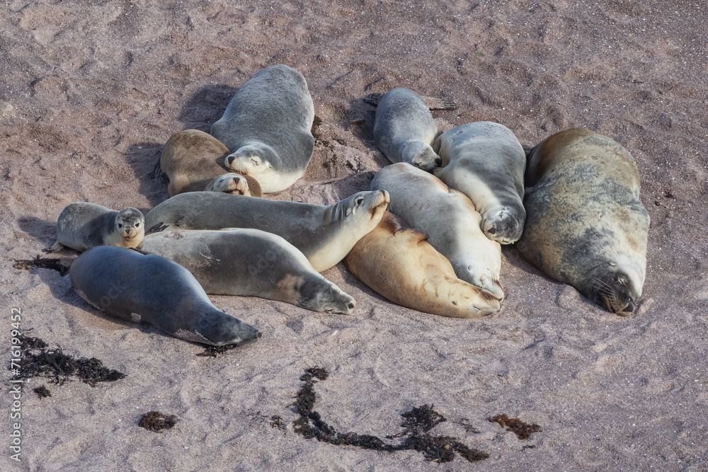 Australian Sea Lions (Neophoca cinerea) - Point Labatt Sea Lion Colony ...