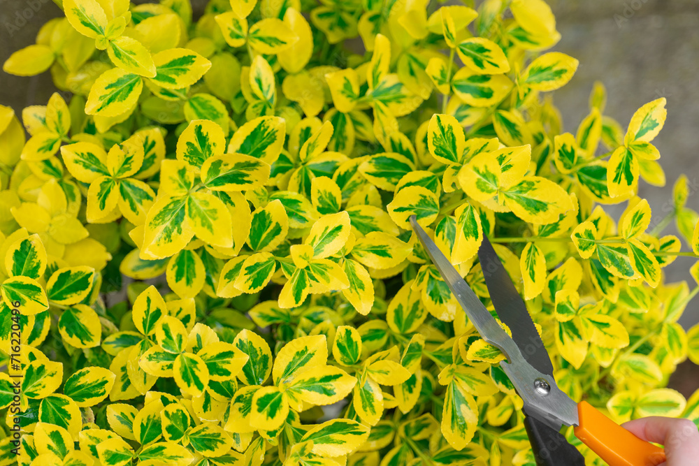 Foto De Euonymus Pruning Hands Trim Euonymus Branches With Garden
