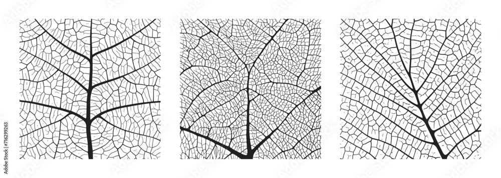 Leaf vein texture abstract background set with close up plant leaf ...
