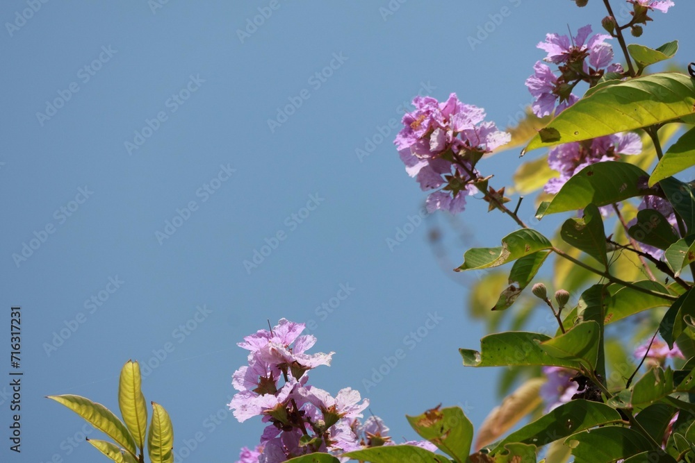 Inthanin is a perennial plant. It is a plant that is commonly found ...