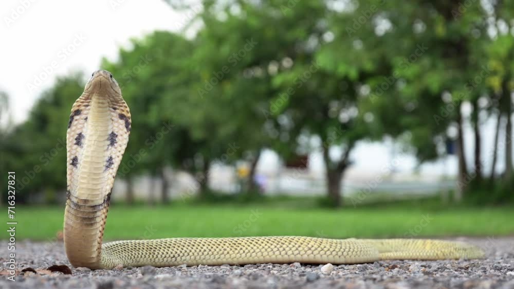 Venomous snake dangerous. Equatorial spitting cobra yellow or gold ...
