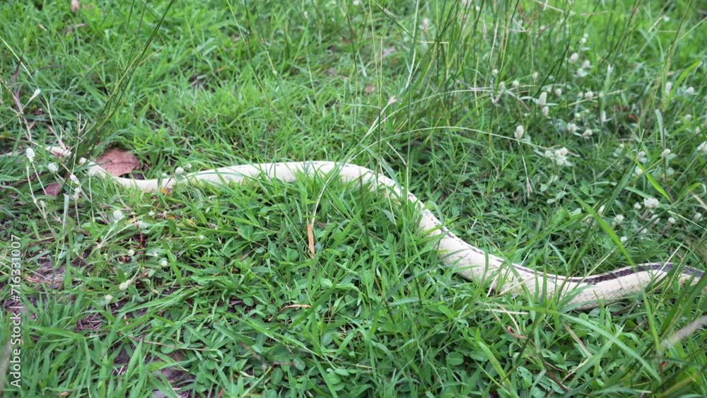 Venomous snake dangerous. Black And White Indo-Chinese spitting cobra ...