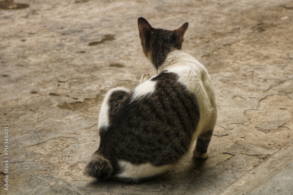 Indonesia's Sumatran wild cat is now widely kept and cared for by the ...